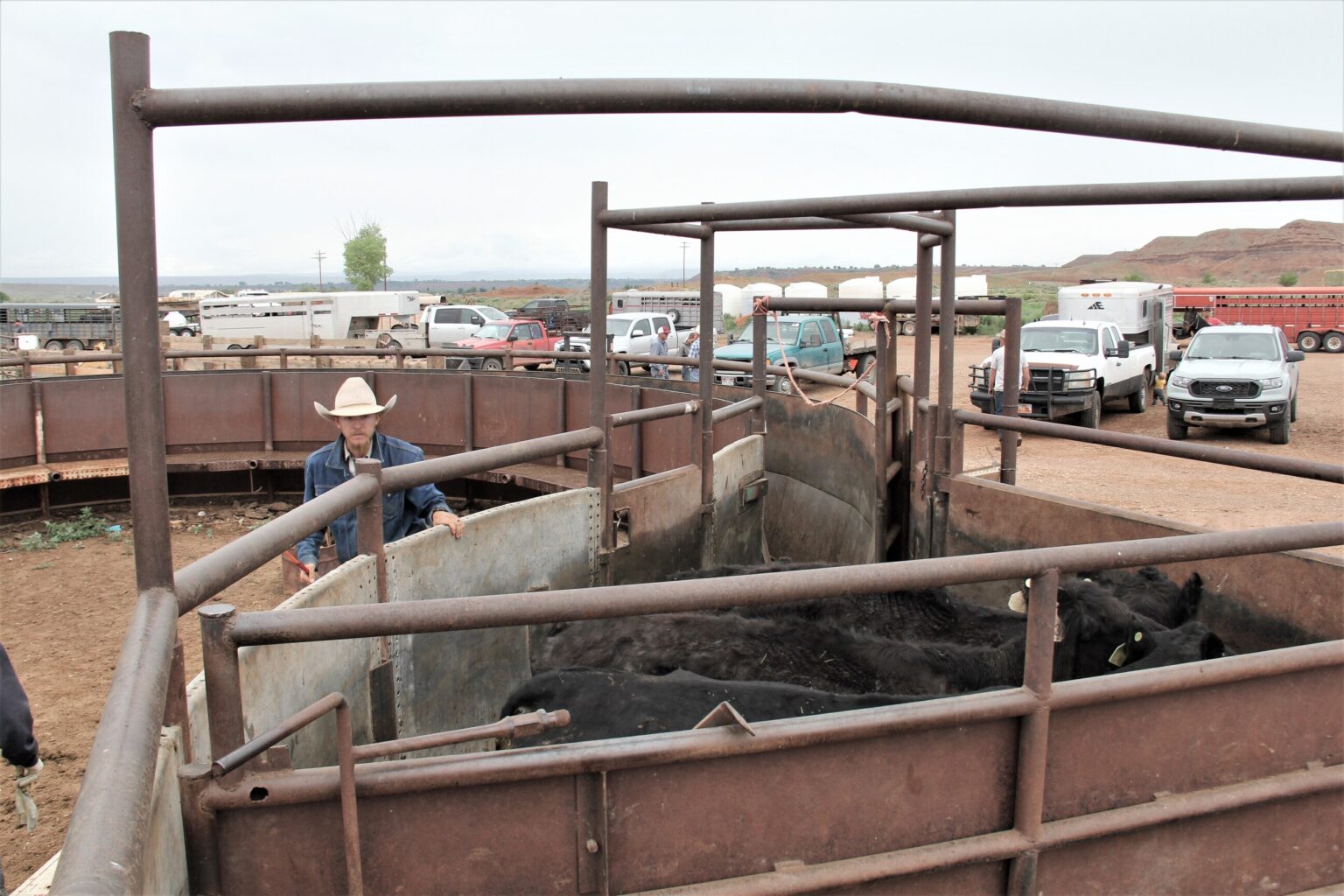 Livestock Auction Drop-Off: A Step-by-Step Guide – Basin Livestock ...